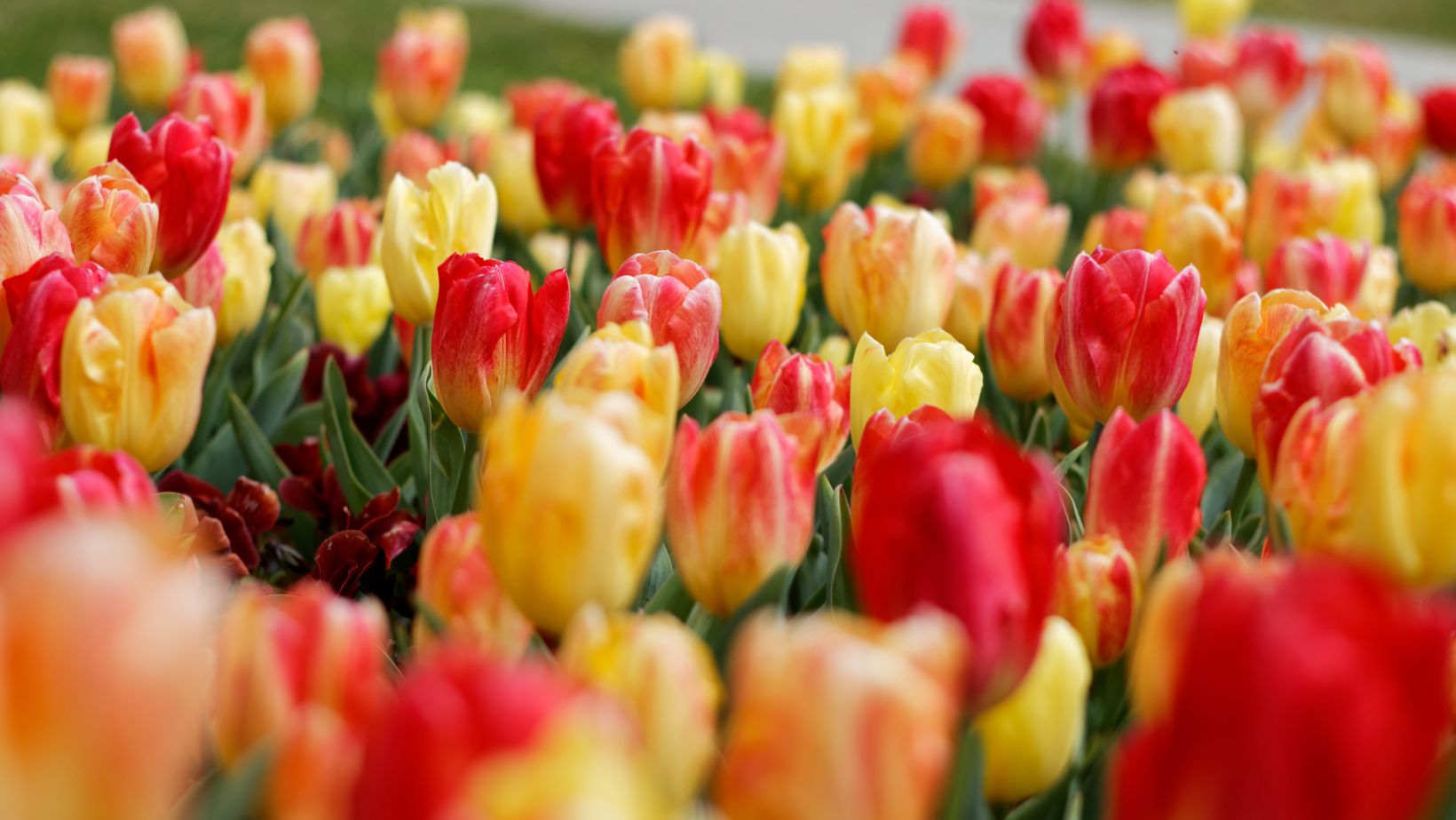 Revitalizing Your Landscape with Colorful Flowerbeds - Colin Can Help ...