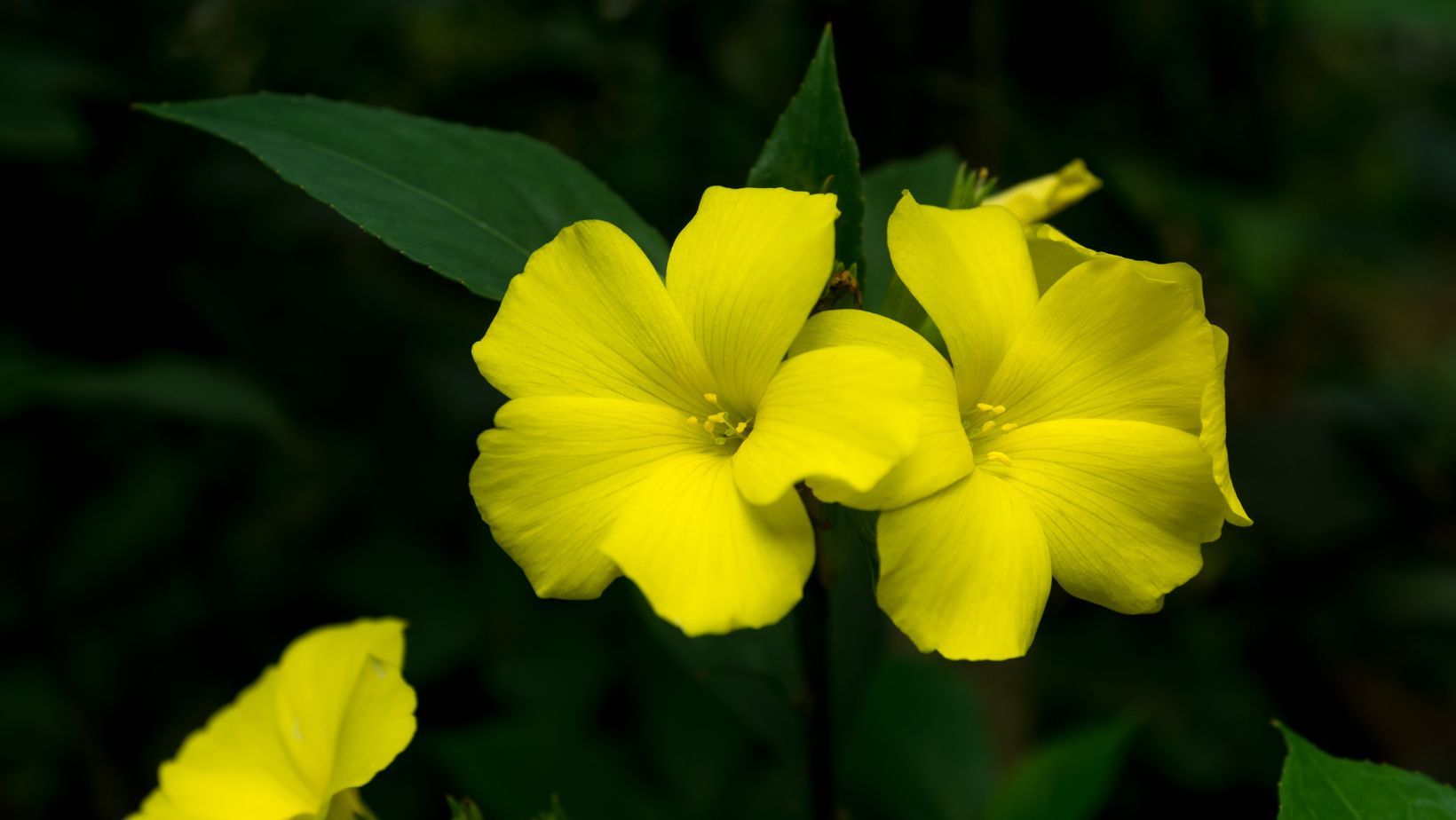 Yellow Plants for Every Month - Colin Can Help Library
