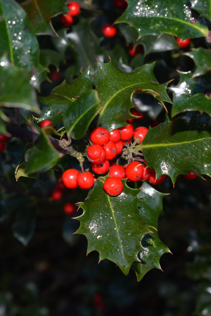 Captivating Crimson: Red Plants for Every Month - Colin Can Help Library