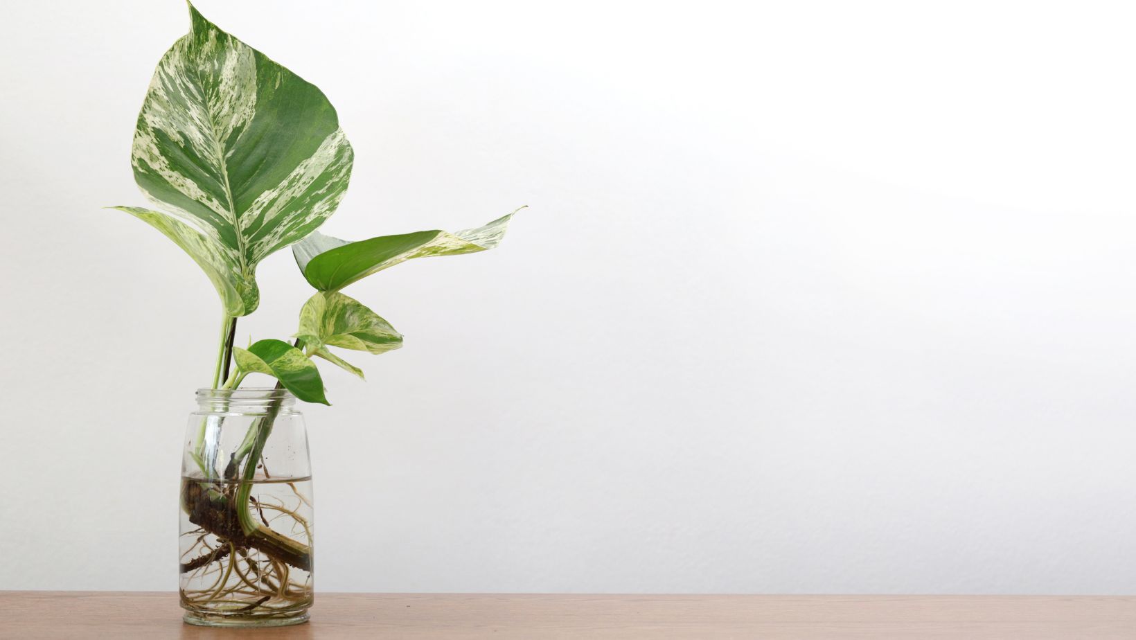 Step-by-Step Guide to Propagating Indoor Plants - Colin Can Help Library