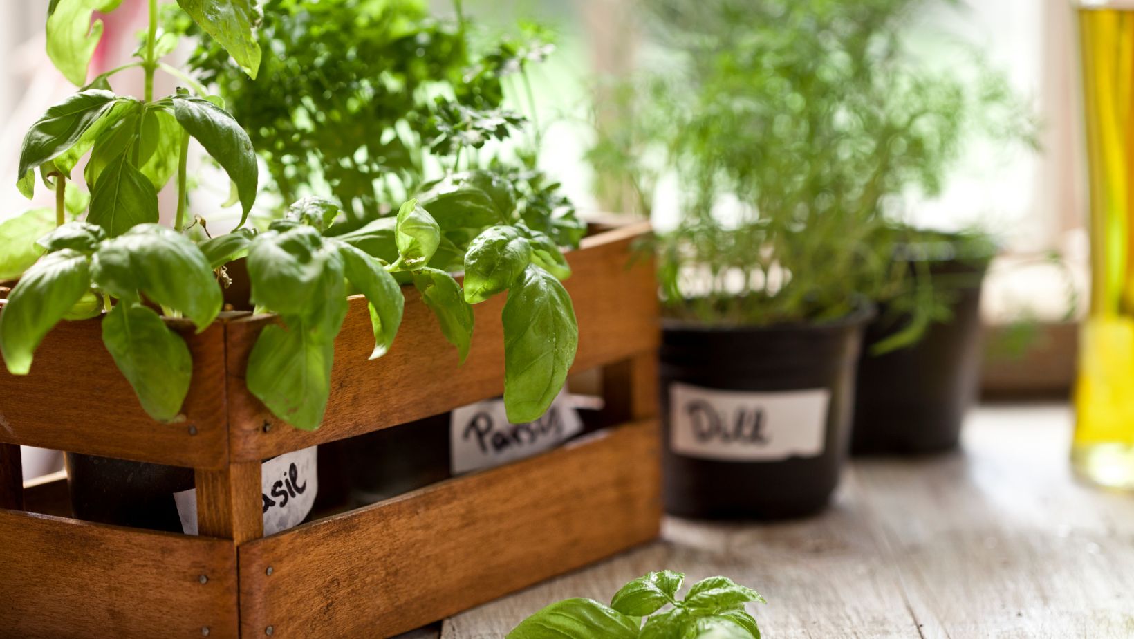 Indoor Herb Gardens: Fresh Flavors at Your Fingertips - Colin Can Help ...