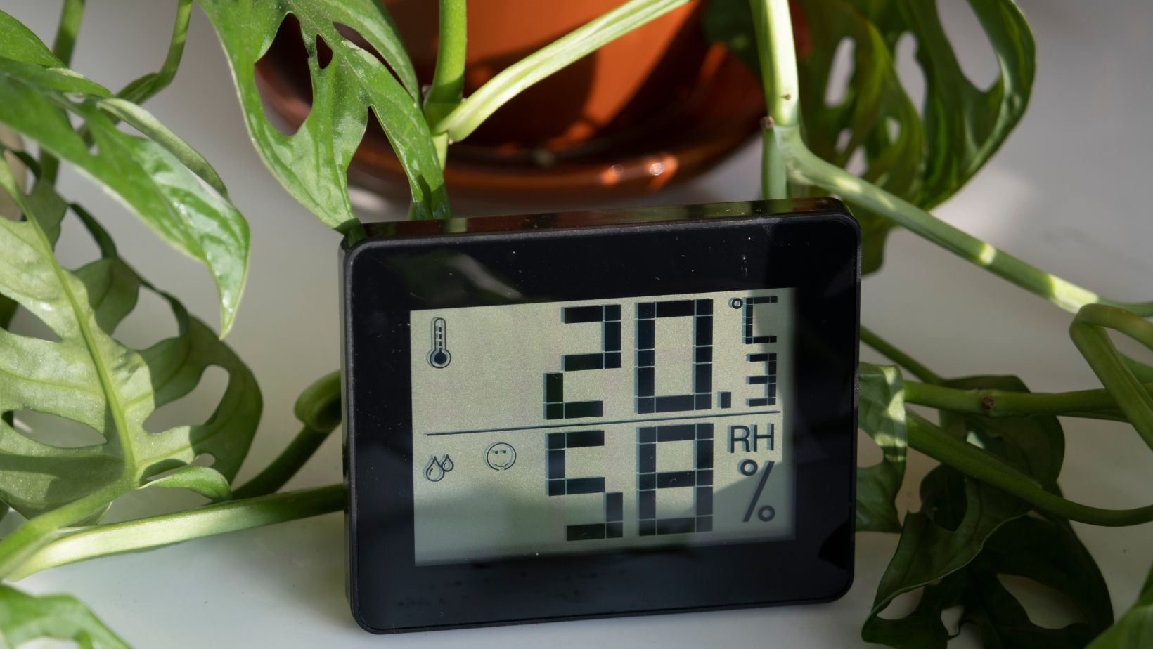 10 Indoor Plants That Thrive in High Humidity Environments - Colin Can ...