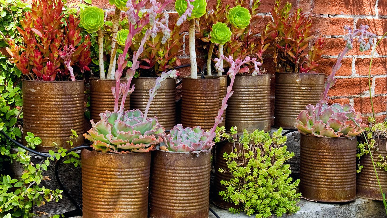 10 Creative Container Gardening Ideas for Small Spaces - Colin Can Help ...