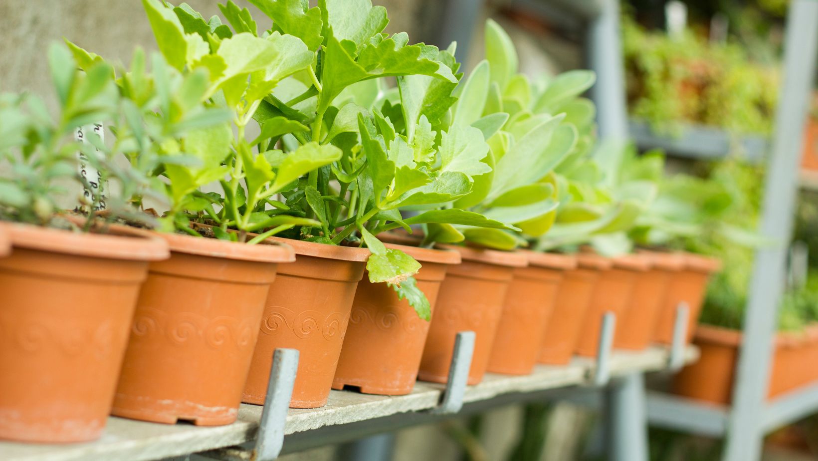 BEFORE YOU BUY A PLANT - Colin Can Help Library