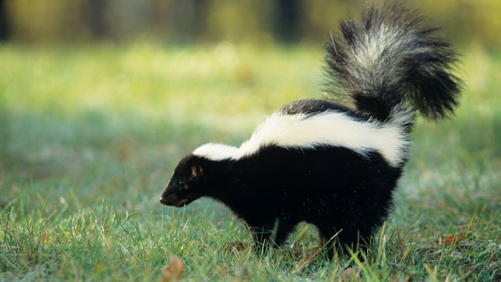 Nocturnal Nibblers: Skunks - Colin Can Help Library