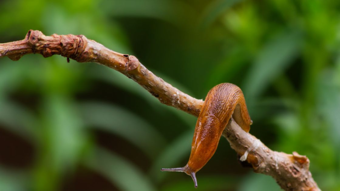 Nocturnal Nibblers: Slugs - Colin Can Help Library