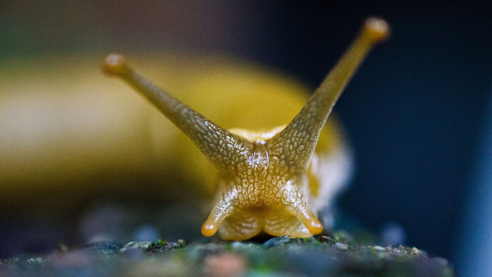 How To Keep Slugs From Destroying Your Garden - Colin Can Help Library