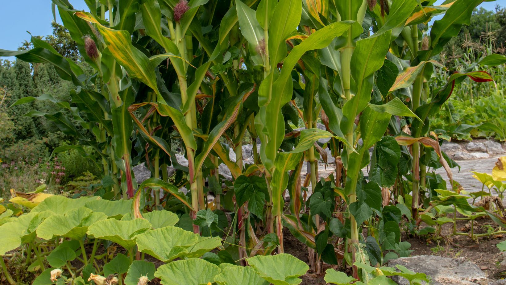 The Three Sisters: Growing Corn, Beans, and Squash Together - Colin Can ...