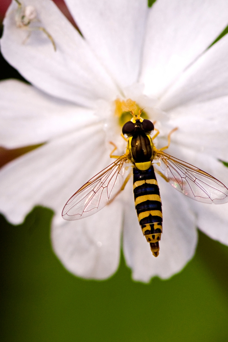 Hoverflies: Nature's Tiny Garden Warriors - Colin Can Help