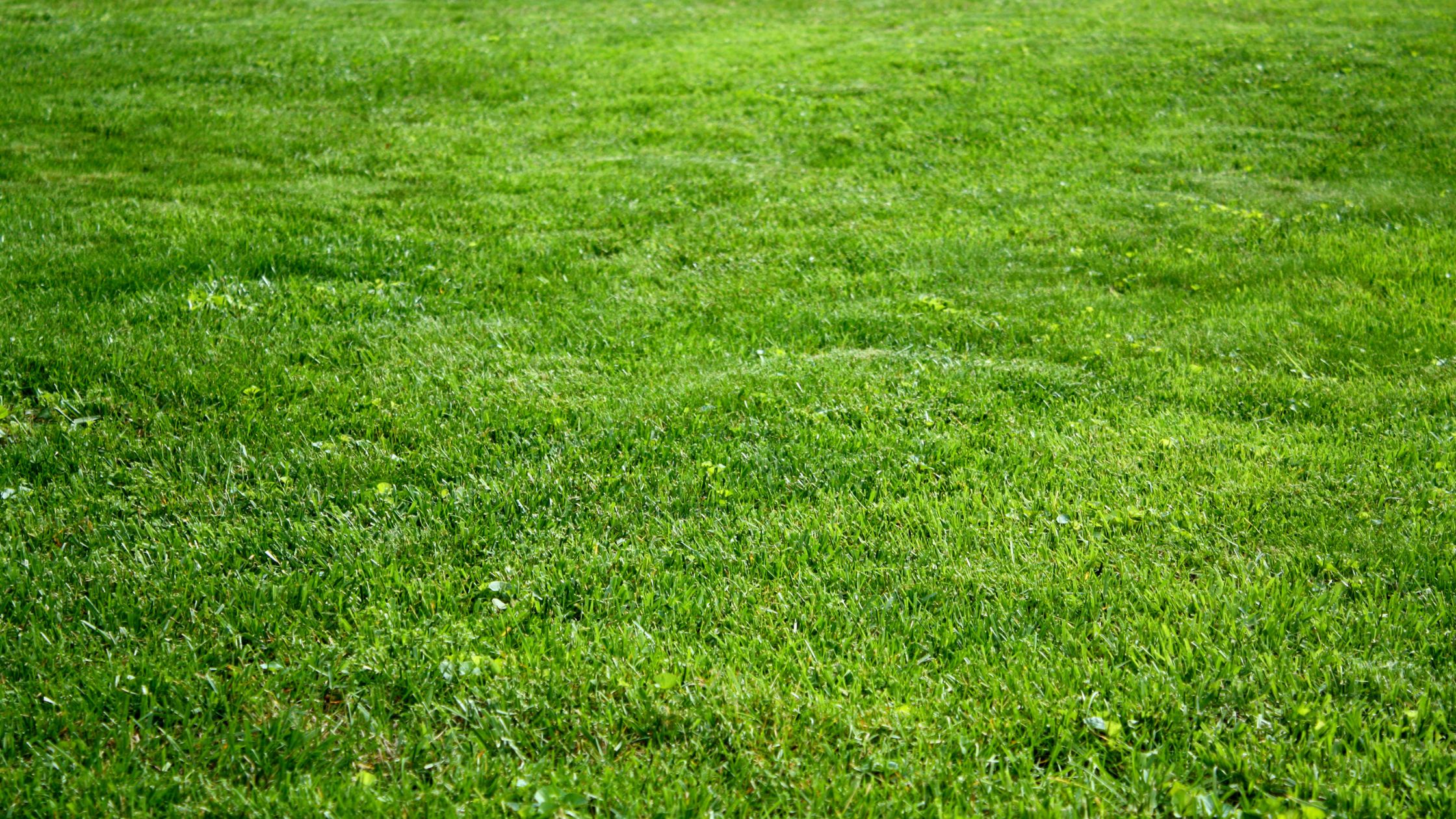 Kentucky Bluegrass: The Quintessential American Lawn Grass - Colin Can ...