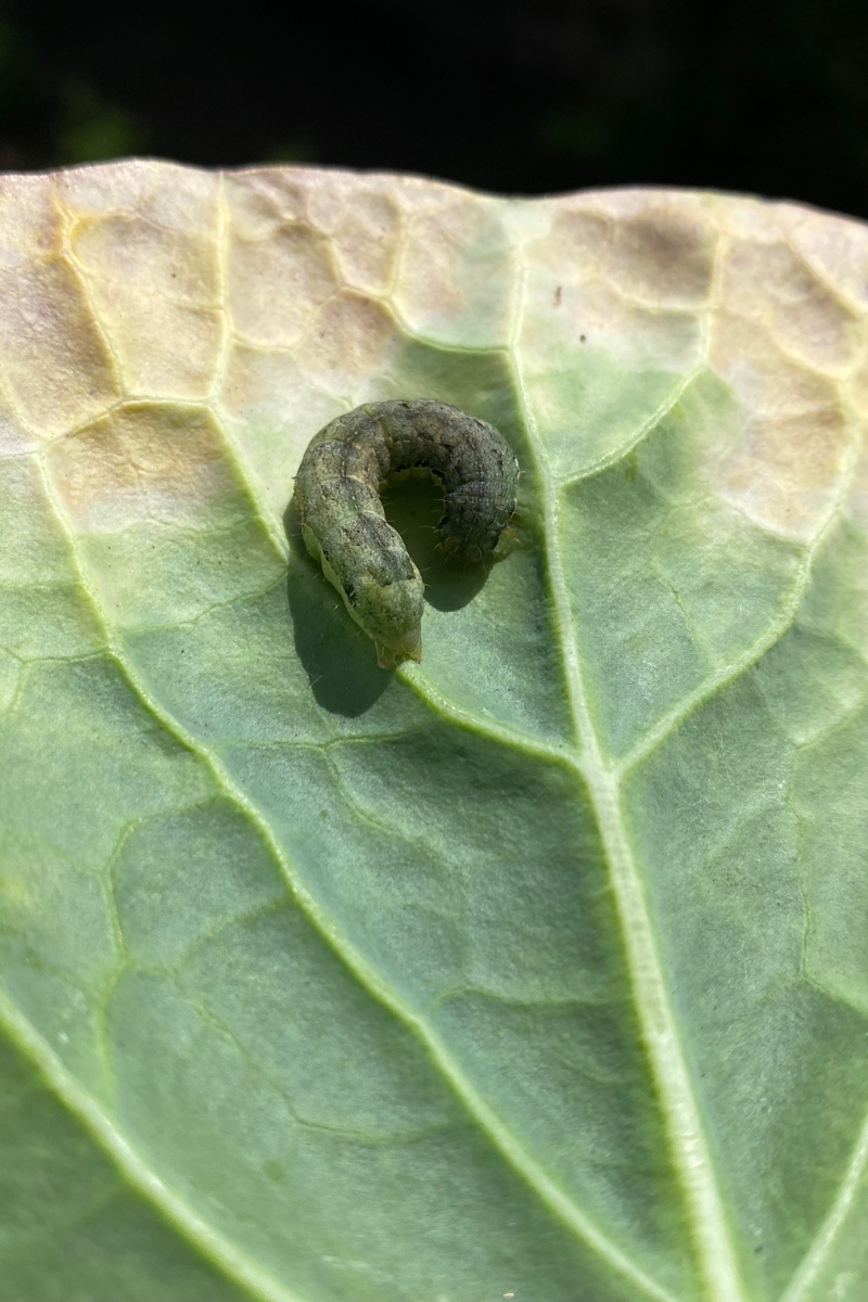 Nocturnal Nibblers: Cabbage Loopers - Colin Can Help Library