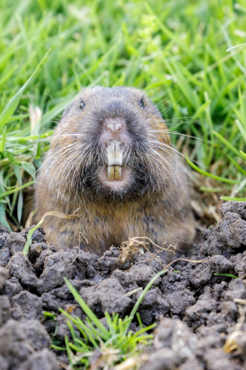 Nocturnal Nibblers: Pocket Gophers - Colin Can Help Library