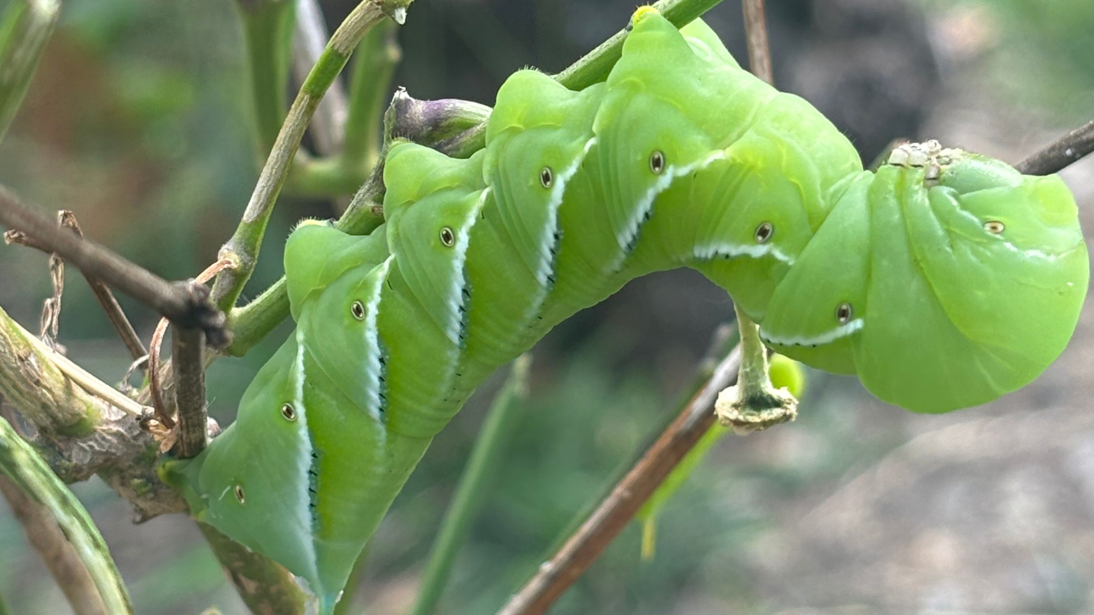 Everything You Need to Know About Hornworms: The Garden Invaders - Colin Can Help Library