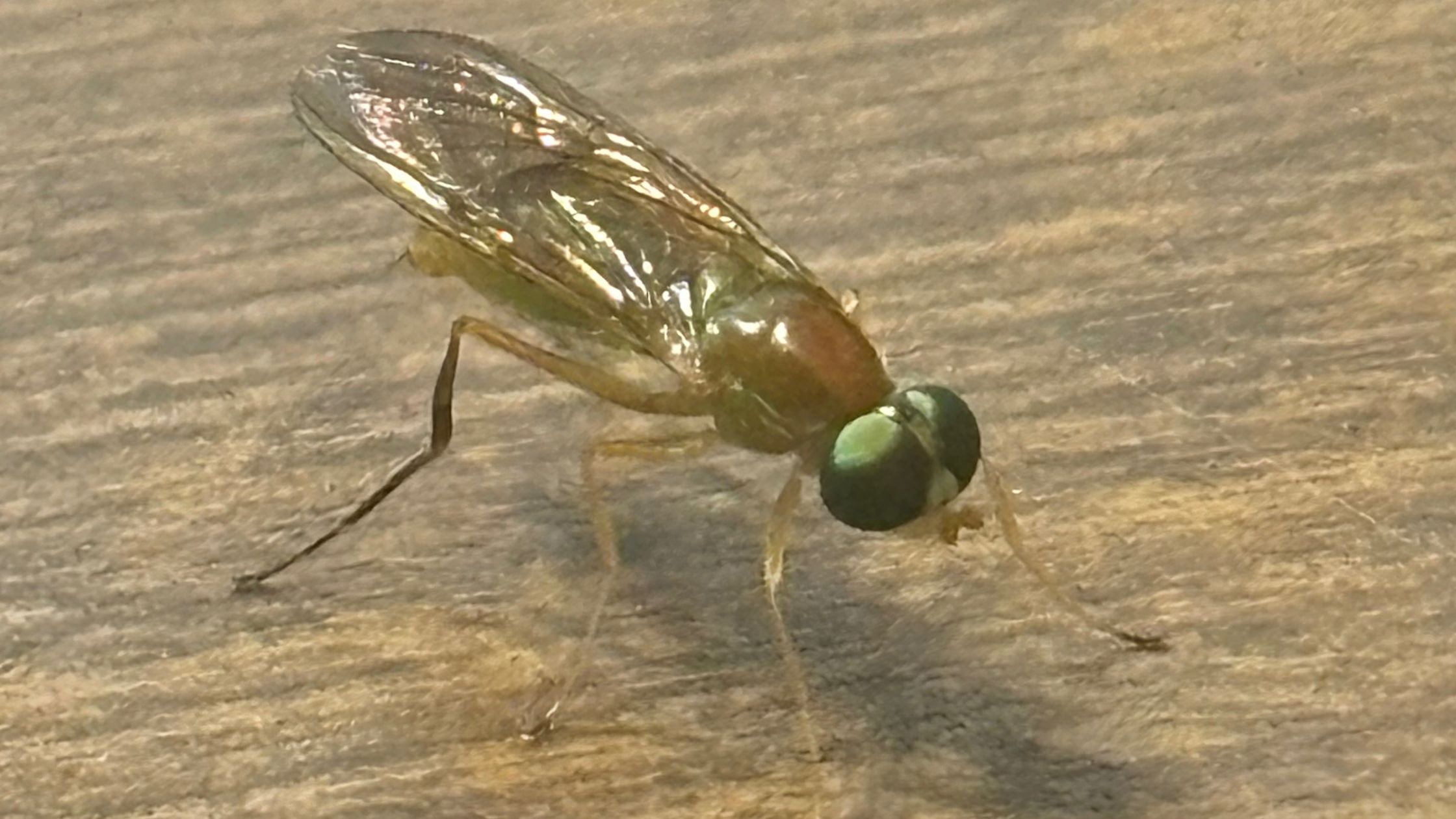 Soldier Flies: Good Or Bad For Your Garden? - Colin Can Help Library