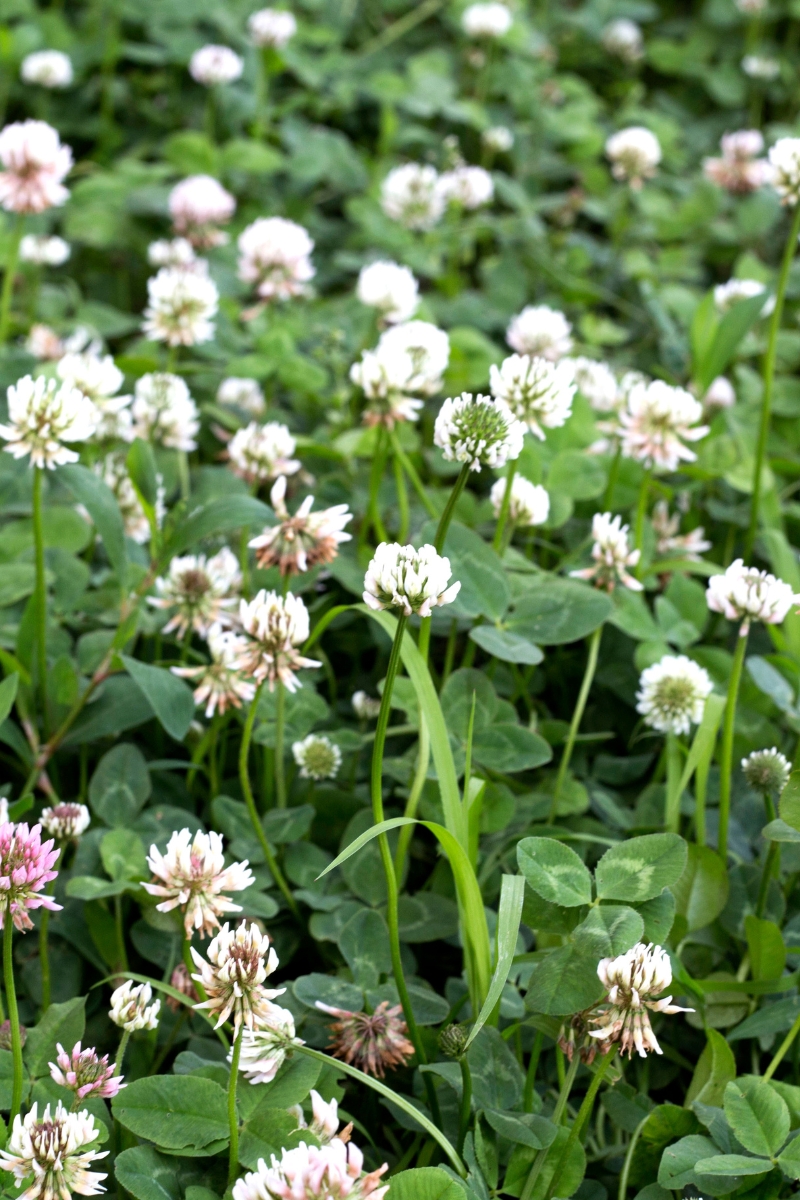 Know Your Weeds: Clover - Colin Can Help Library