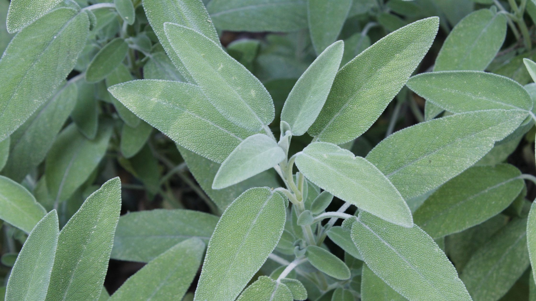 Sage in the Garden: Beyond Just a Herb - Colin Can Help Library