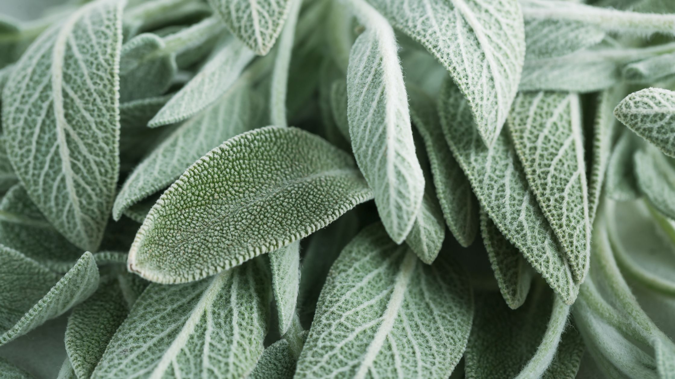 Sage for Seasoning: Elevating Your Dishes with This Herb - Colin Can ...