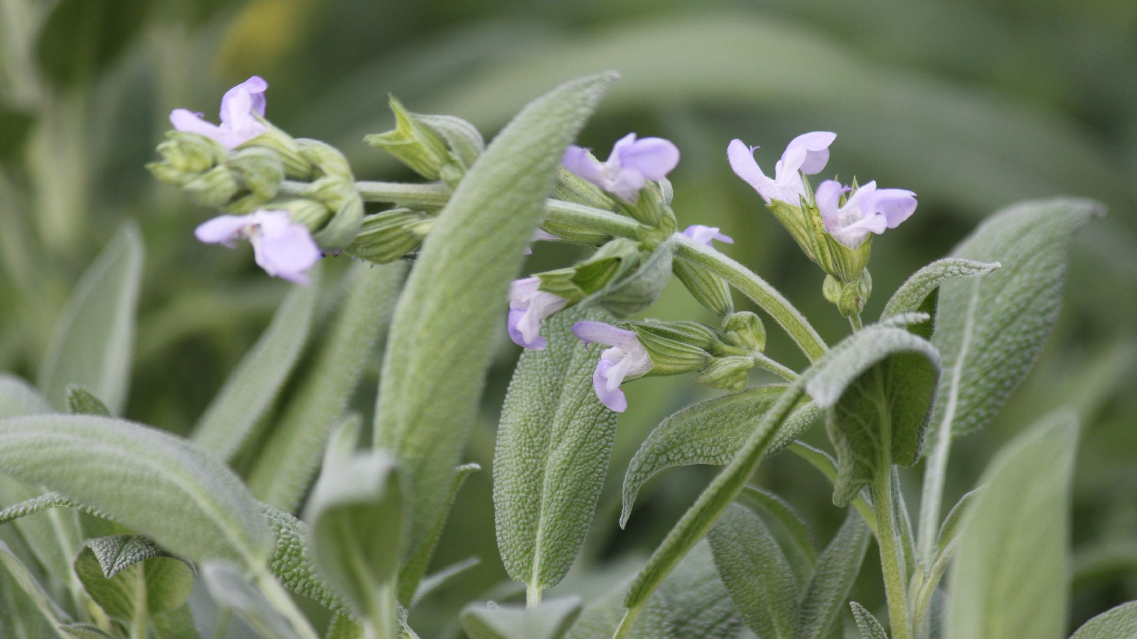 10 Common Problems with Growing Sage - Colin Can Help Library
