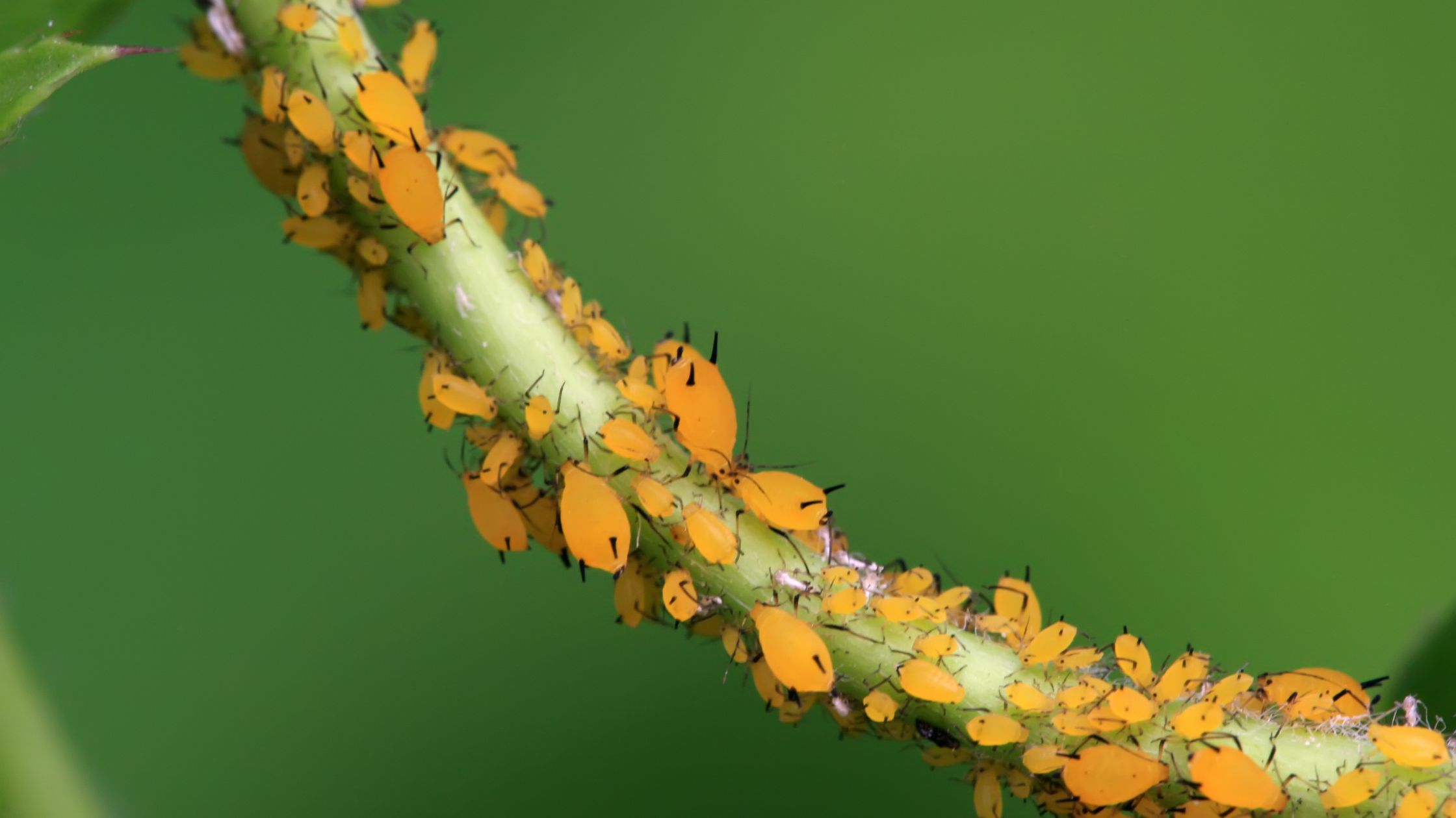 Common Pests in Fall Brassicas - Colin Can Help Library