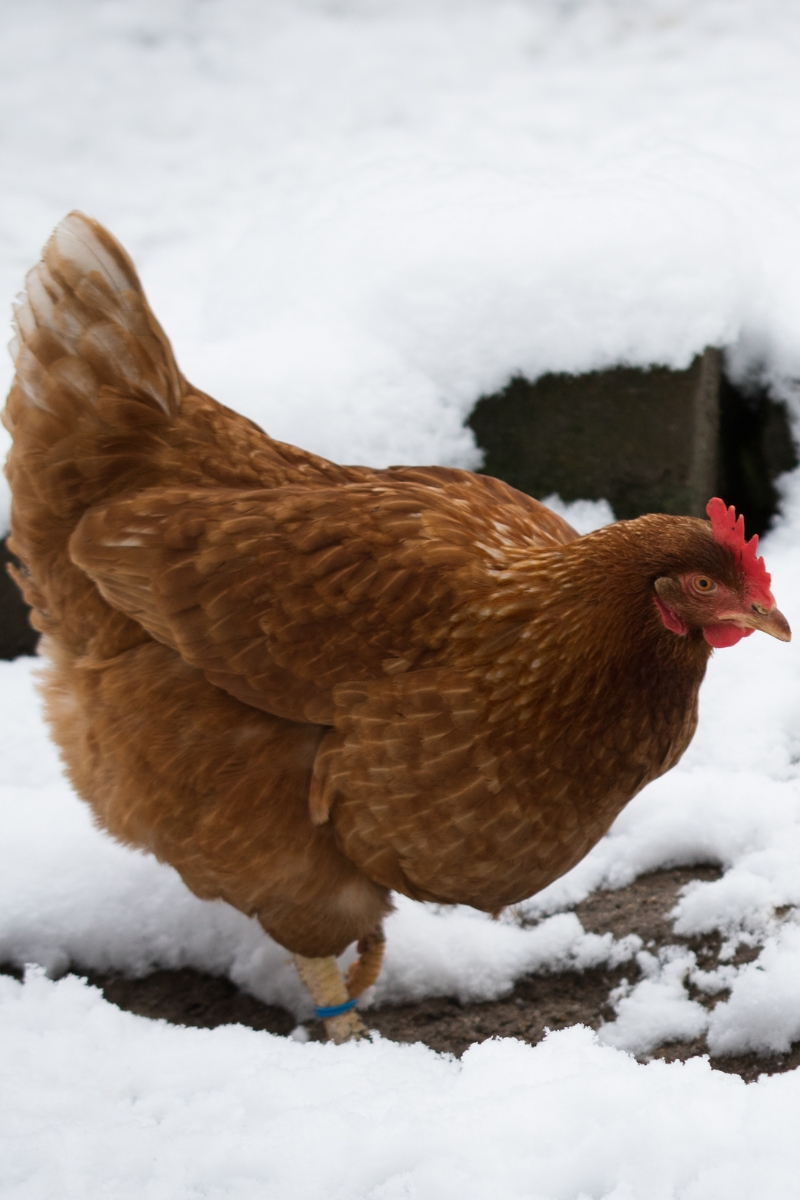 Rhode Island Red Chickens - Colin Can Help Library
