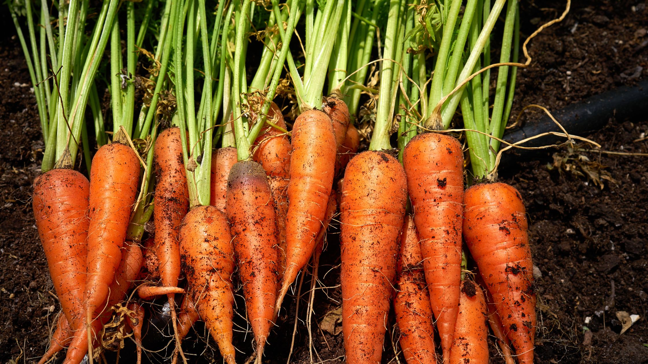 Success with Fall-Planted Root Vegetables - Colin Can Help