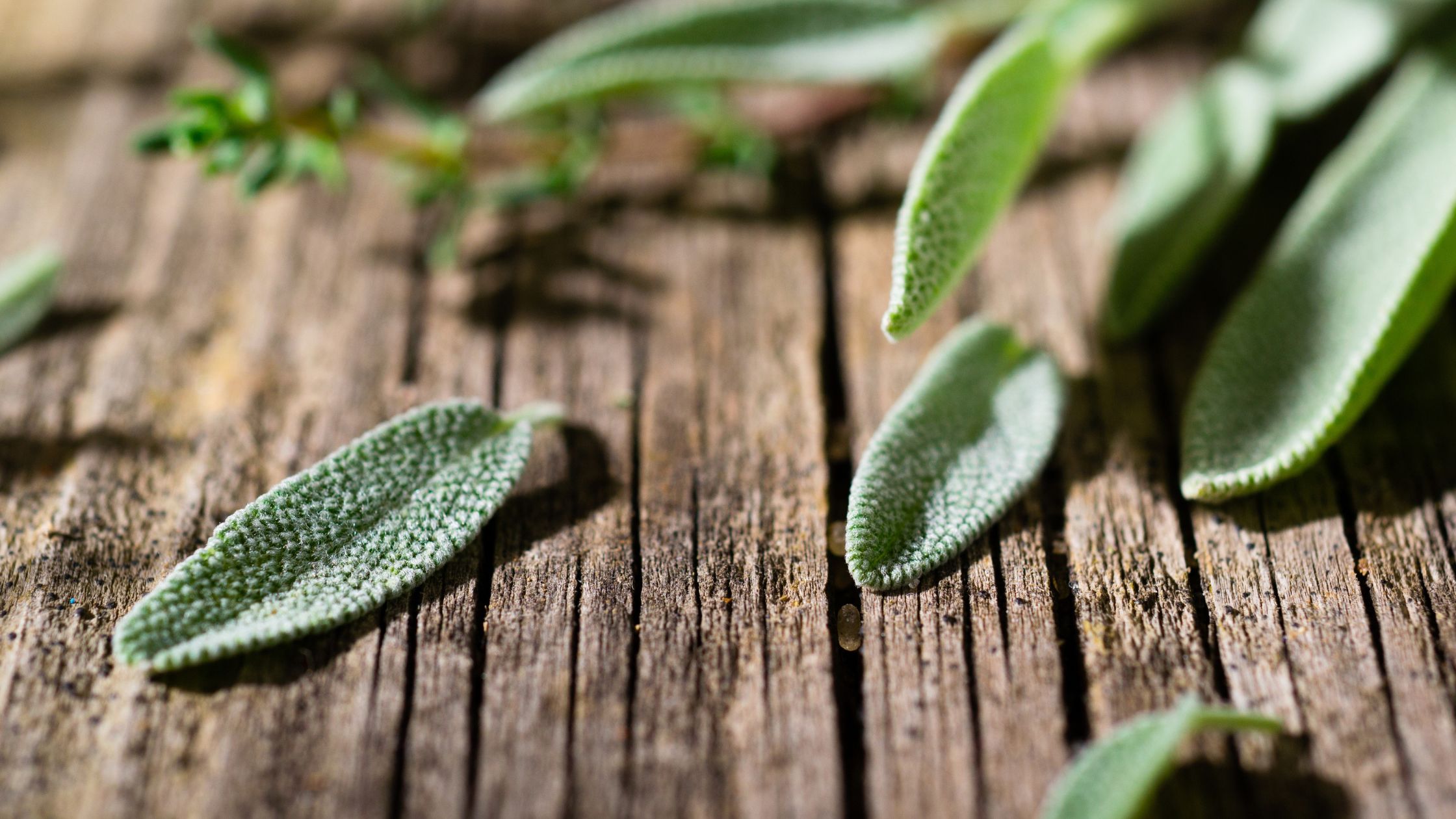 Sage for Beginners: Getting Started with This Versatile Herb - Colin ...