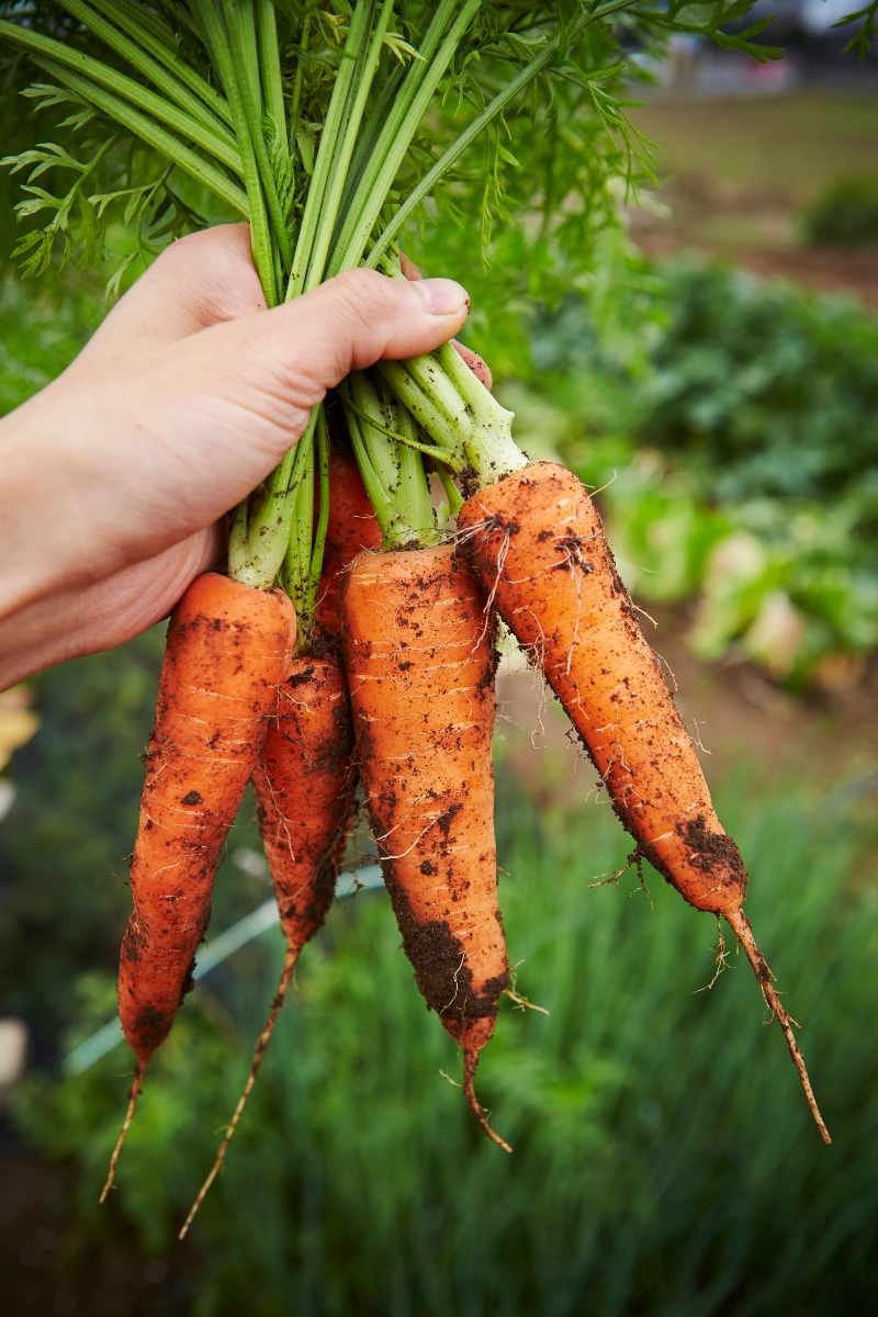When to Harvest Your Carrots: Everything You Need to Know - Colin Can ...