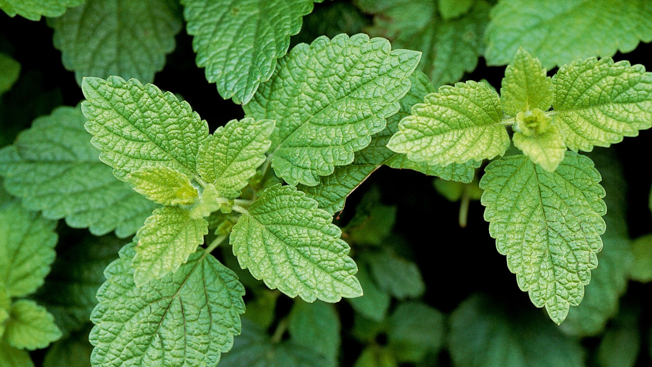 All About Lemon Balm: A Comprehensive Guide - Colin Can Help Library