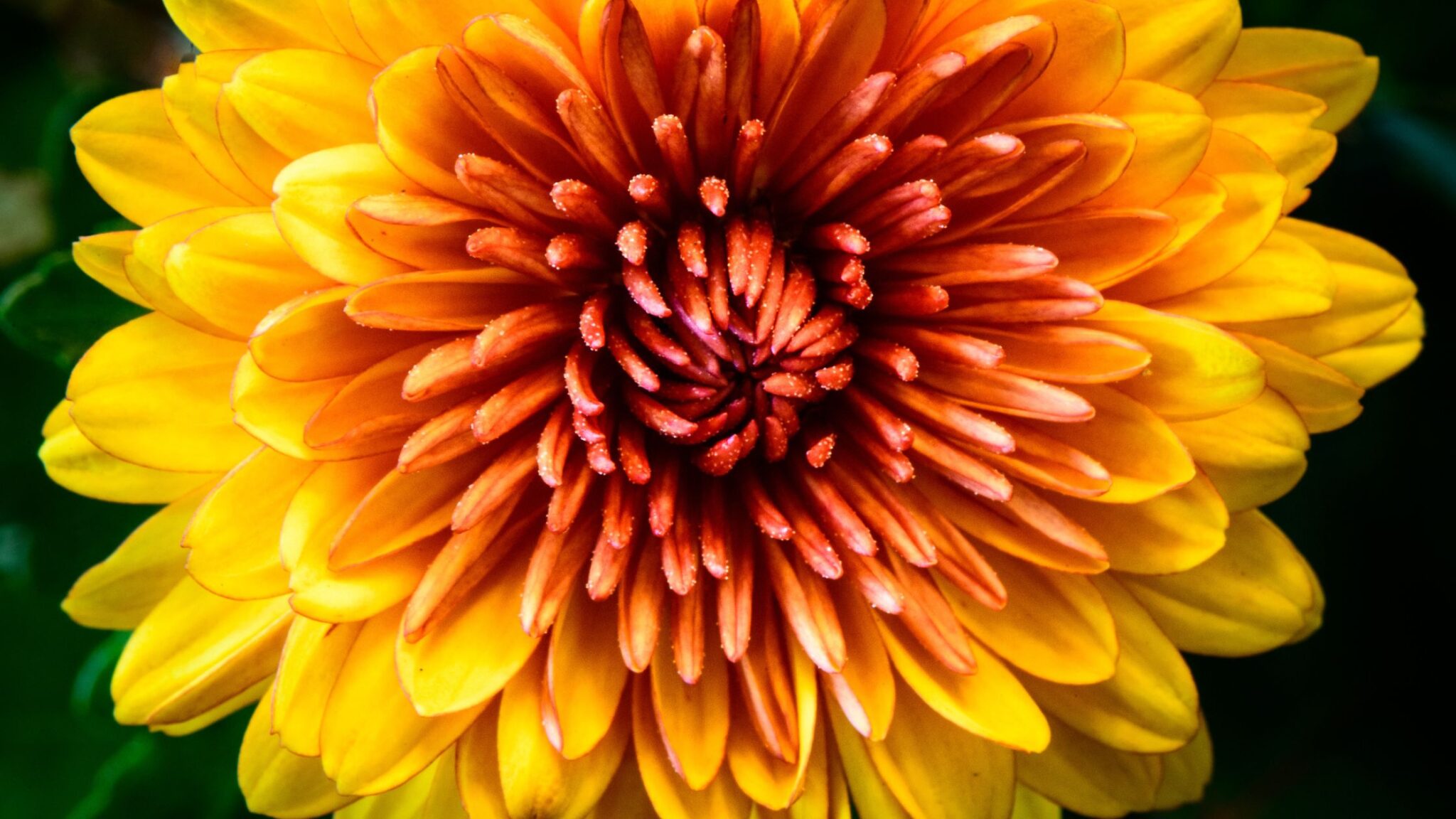 The Ultimate Guide to Growing Mums: Care Tips for Thriving Blooms ...