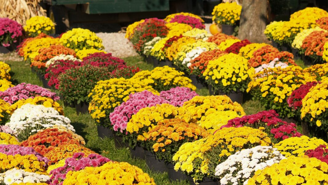 "Top 10 Colorful Mum Varieties to Brighten Up Your Fall Garden" - Colin ...