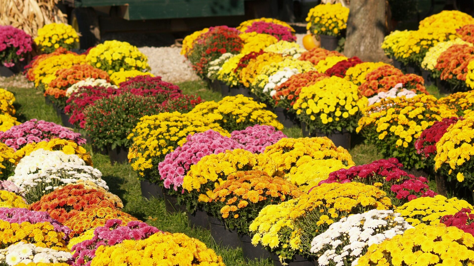 "Top 10 Colorful Mum Varieties to Brighten Up Your Fall Garden" - Colin ...