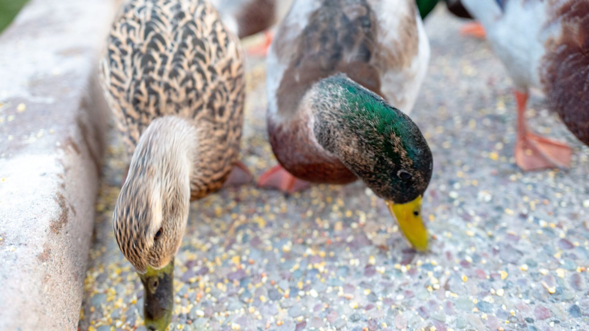 What to Feed Ducks During Winter for Optimal Health and Egg Production
