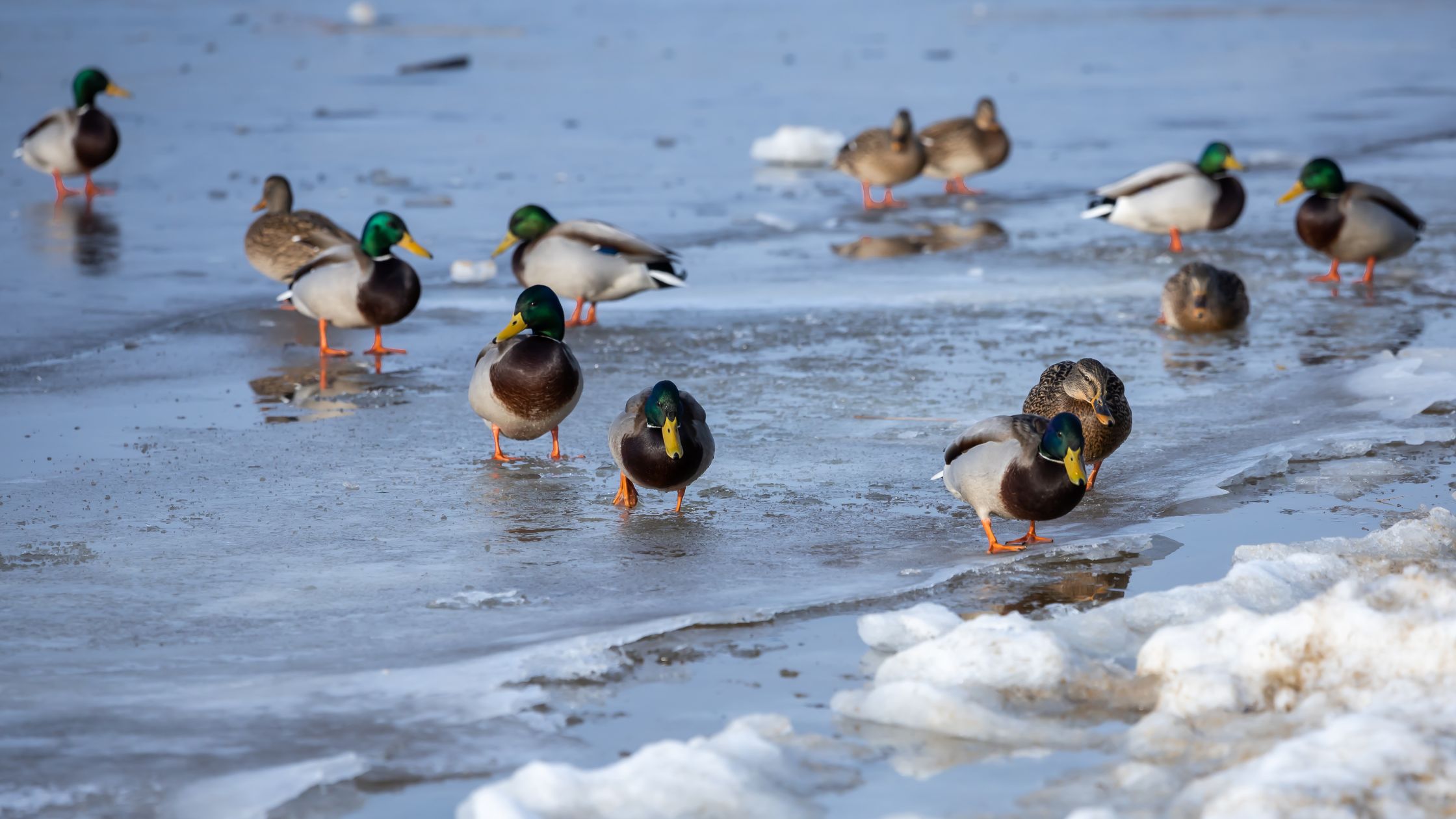 "How to Prevent Frostbite in Chickens and Ducks" - Colin Can Help Library