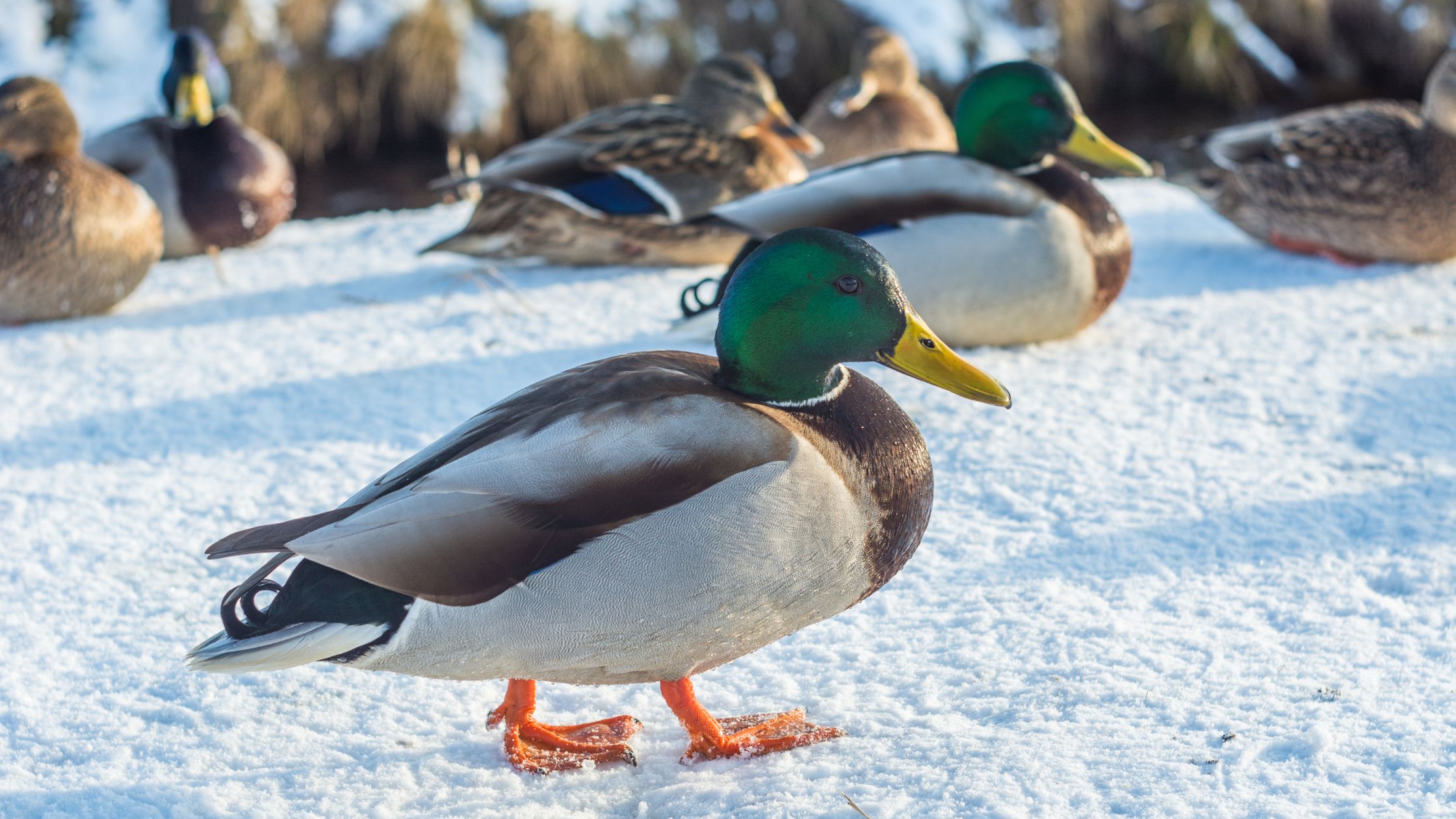 Winter-Proofing Your Duck Shelter: Keeping Them Warm and Dry - Colin ...