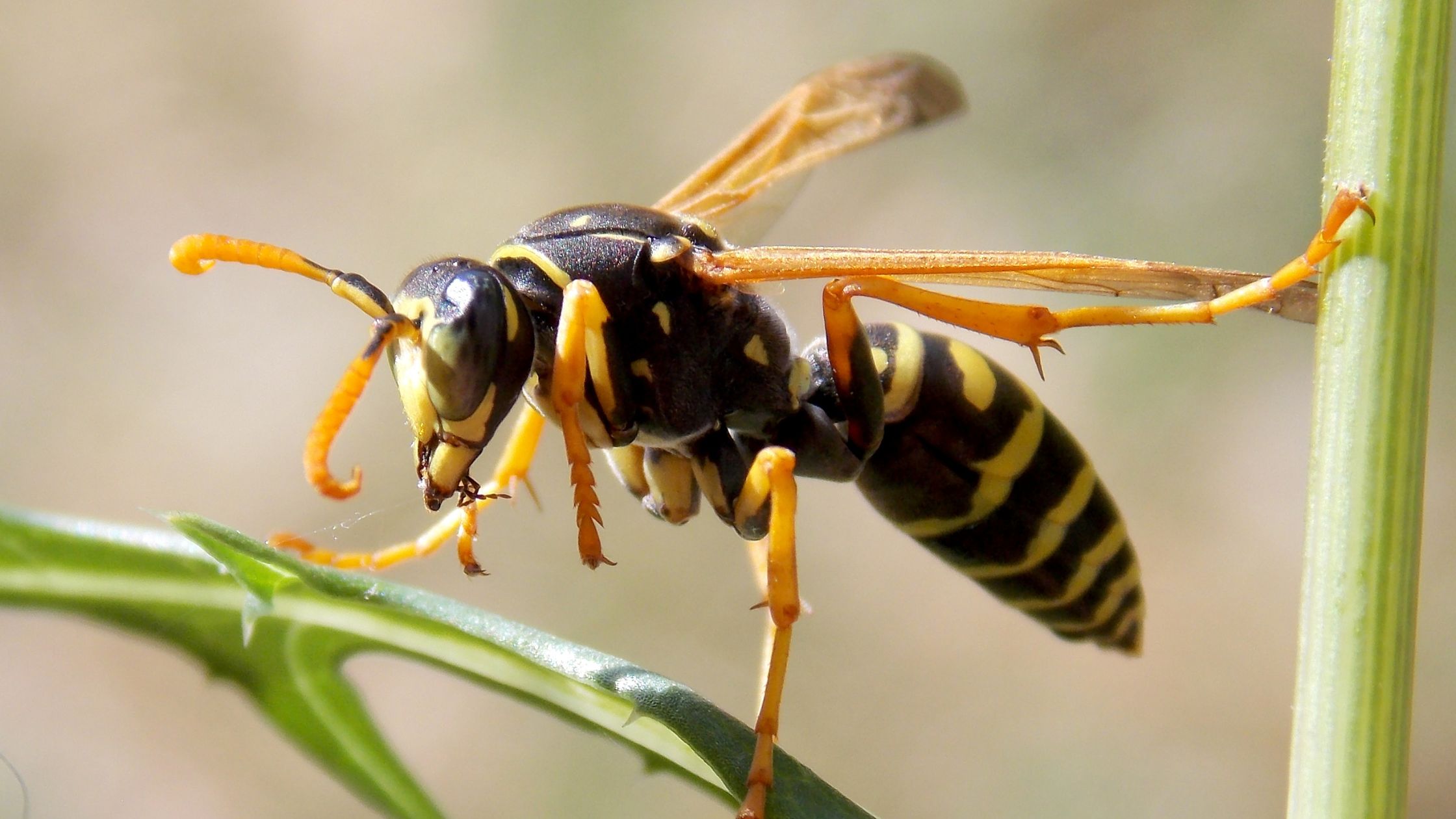 How to Repel Wasps Naturally and Safely - Colin Can Help Library